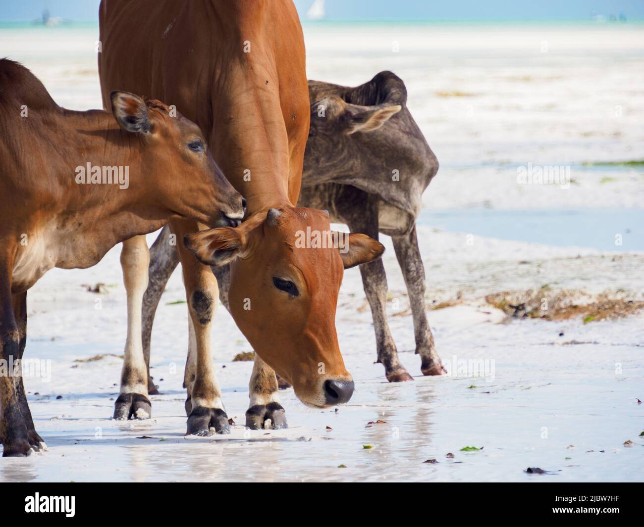 Brown cows on the on tropical beach near Paje in Zanzibar coast during ...