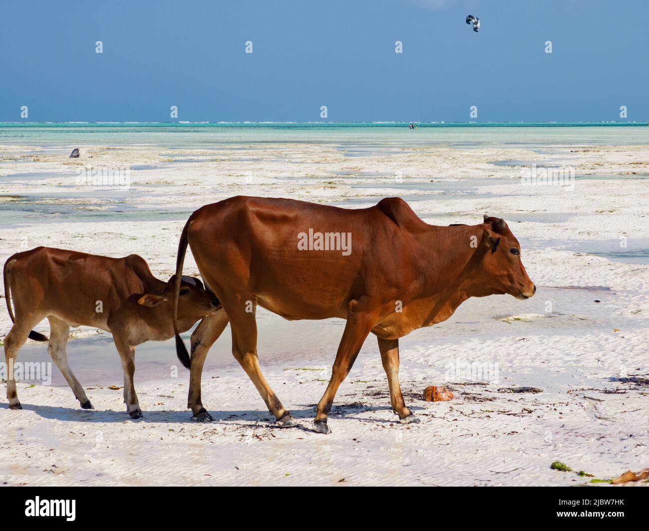 Brown cows on the on tropical beach near Paje in Zanzibar coast during ...
