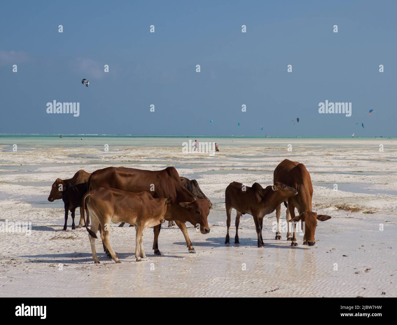 Brown cows on the on tropical beach near Paje in Zanzibar coast during ...