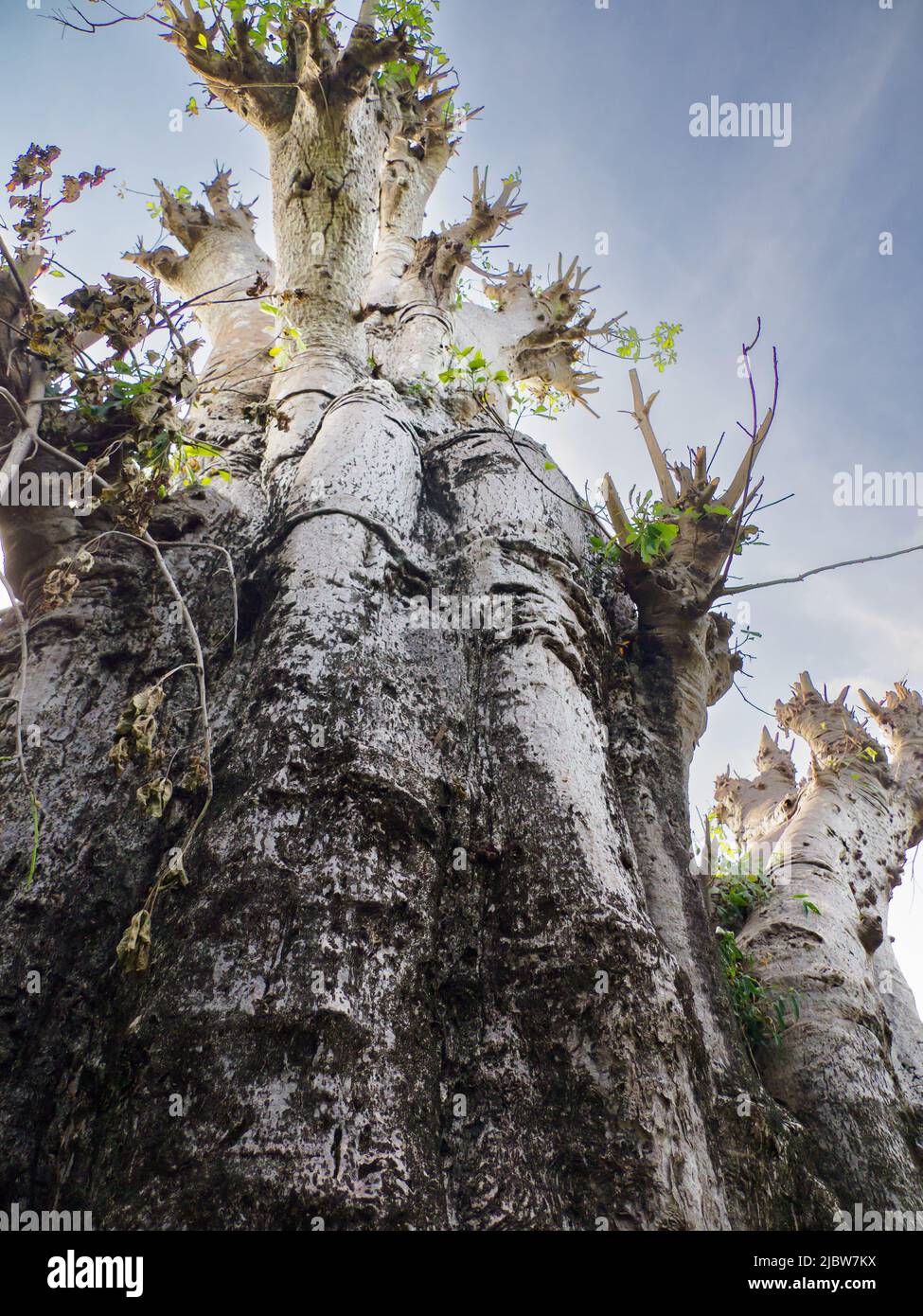 Huge baobab tree. . Tree of happiness, Zanzibar, Tanzania. Africa Stock ...