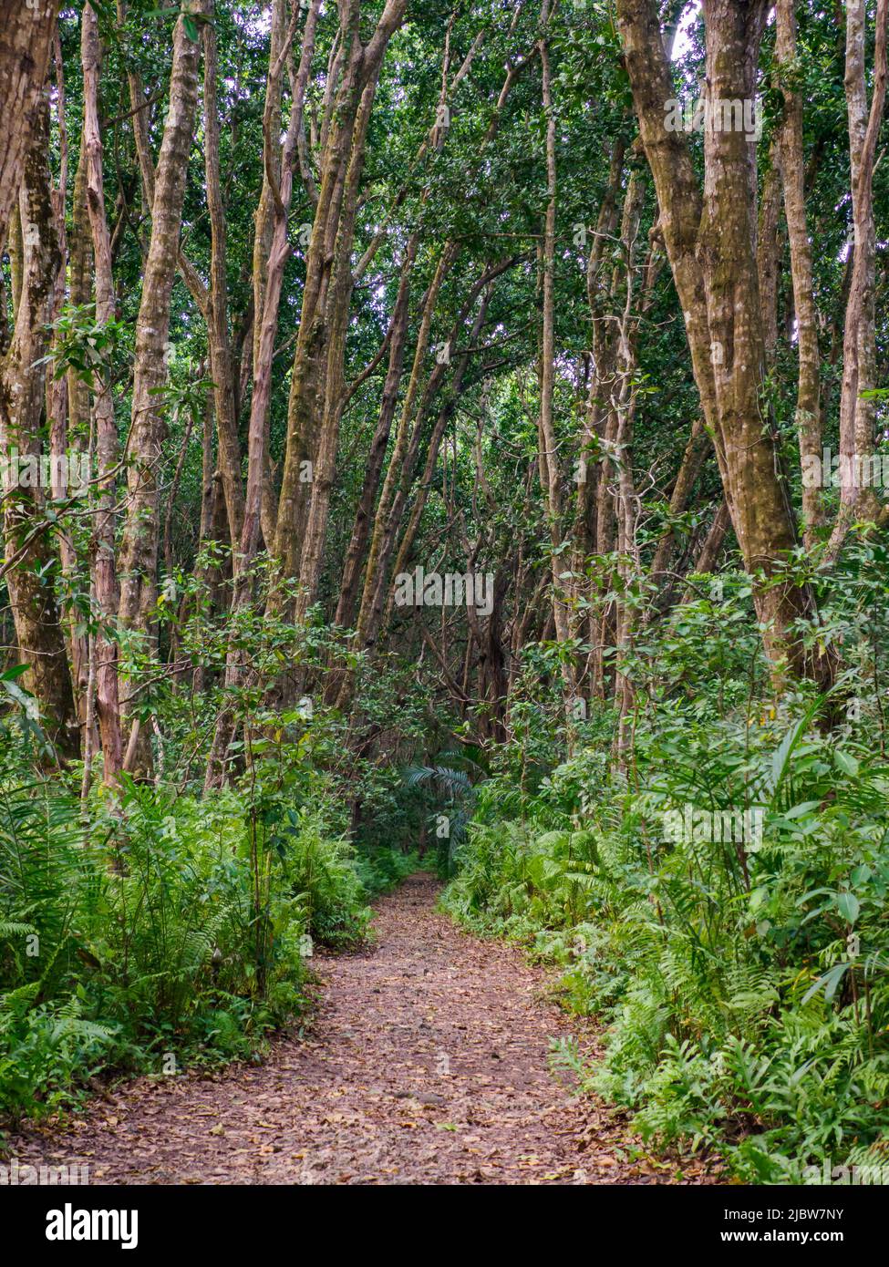 Forest path in Jozani Chwaka Bay National Park on Unguja island, the ...