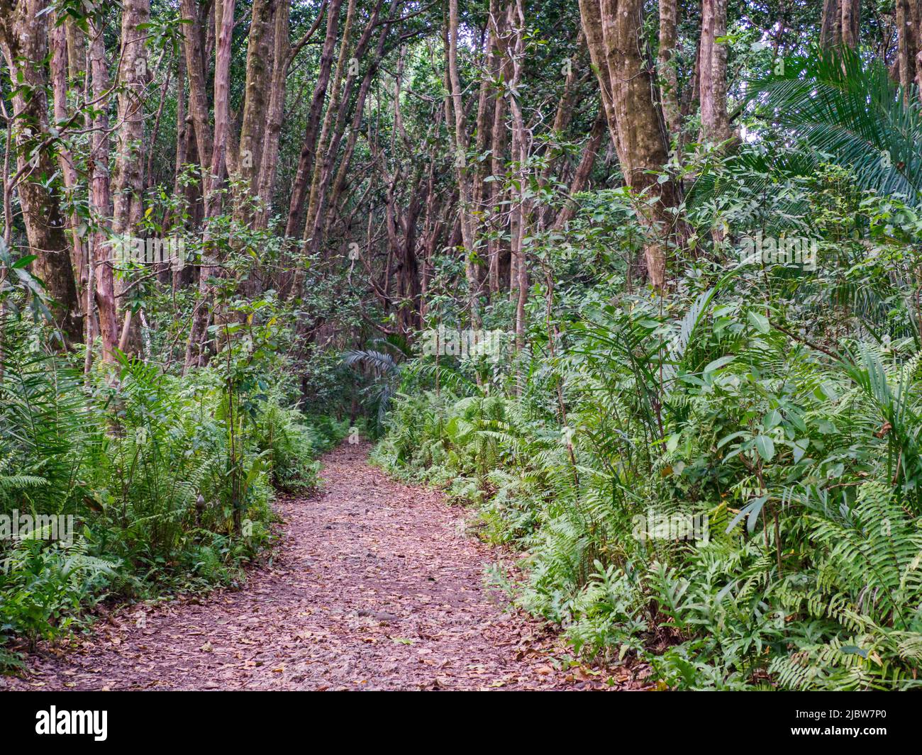 Forest path in Jozani Chwaka Bay National Park on Unguja island, the ...