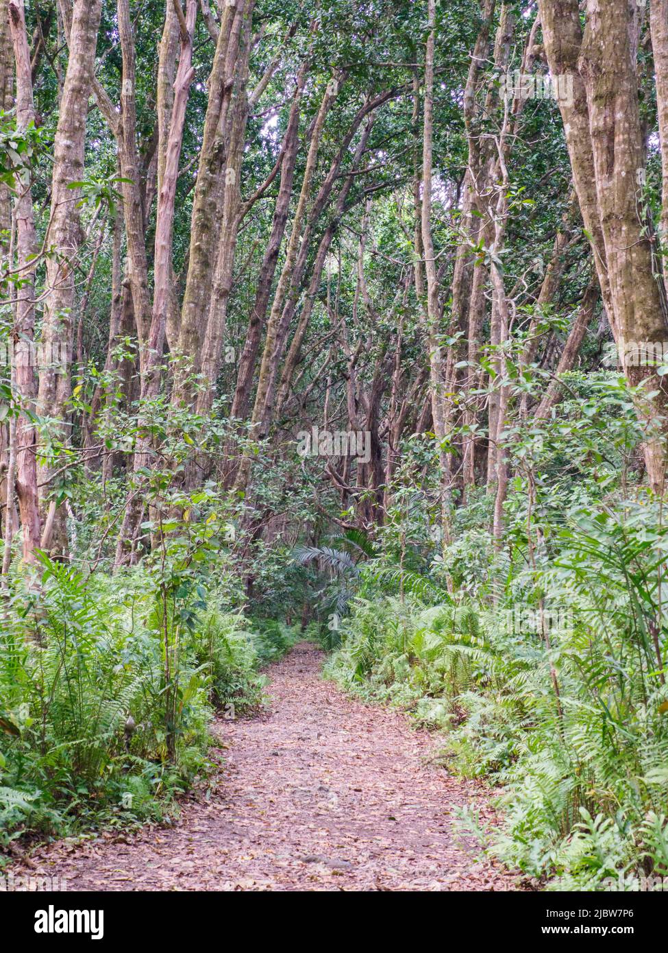 Forest path in Jozani Chwaka Bay National Park on Unguja island, the ...