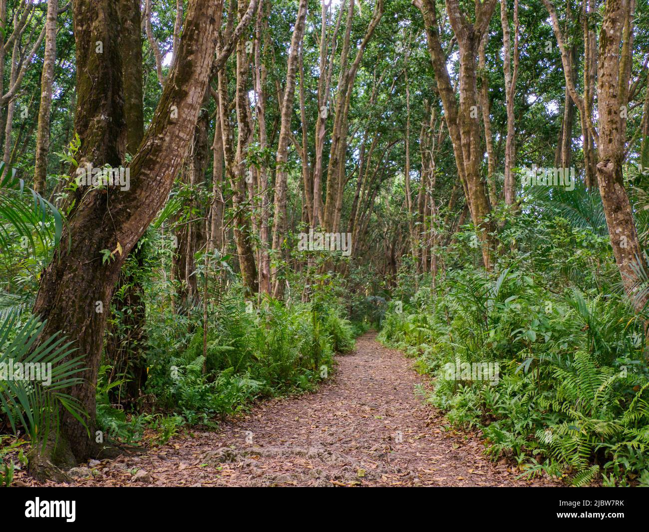 Jozani forest in zanzibar island hi-res stock photography and images ...