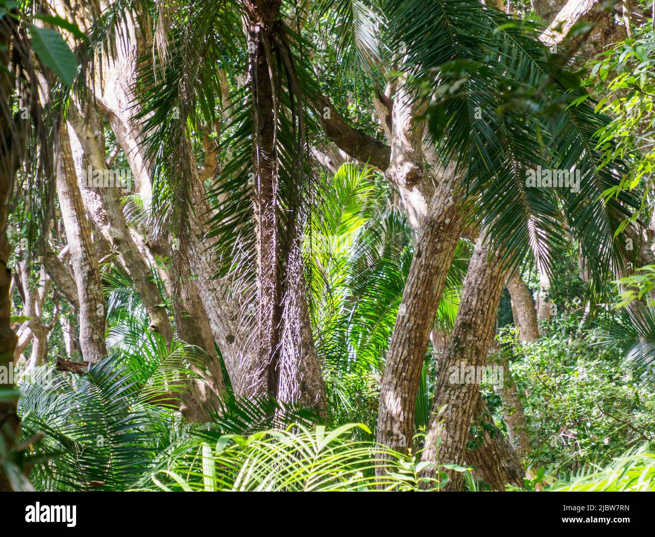 Egzotic, beautiful trees in Jozani Chwaka Bay National Park on Unguja ...