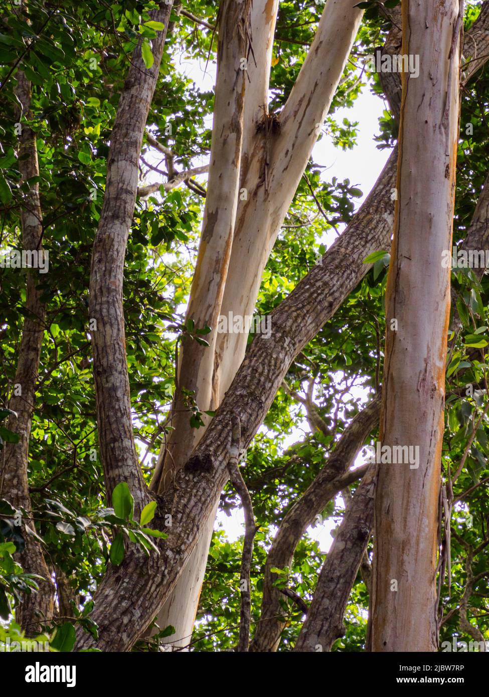 Egzotic, beautiful trees in Jozani Chwaka Bay National Park on Unguja ...