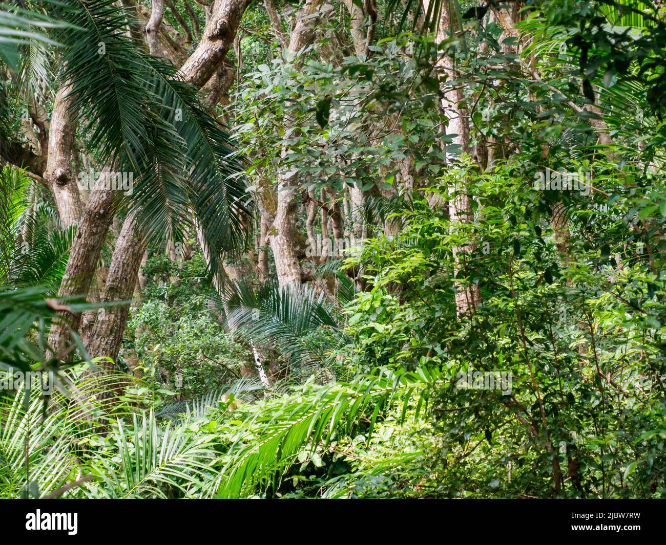 Egzotic, beautiful trees in Jozani Chwaka Bay National Park on Unguja ...