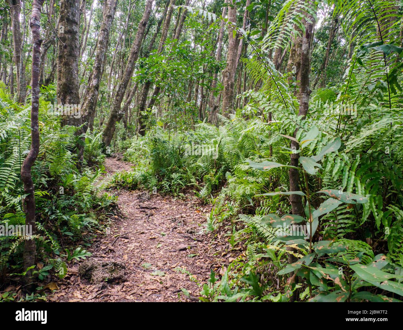 Forest path in Jozani Chwaka Bay National Park on Unguja island, the ...