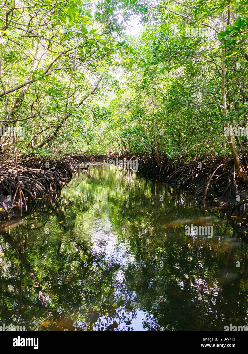 Mangrove trees in Jozani Chwaka Bay National Park on Unguja island, the ...