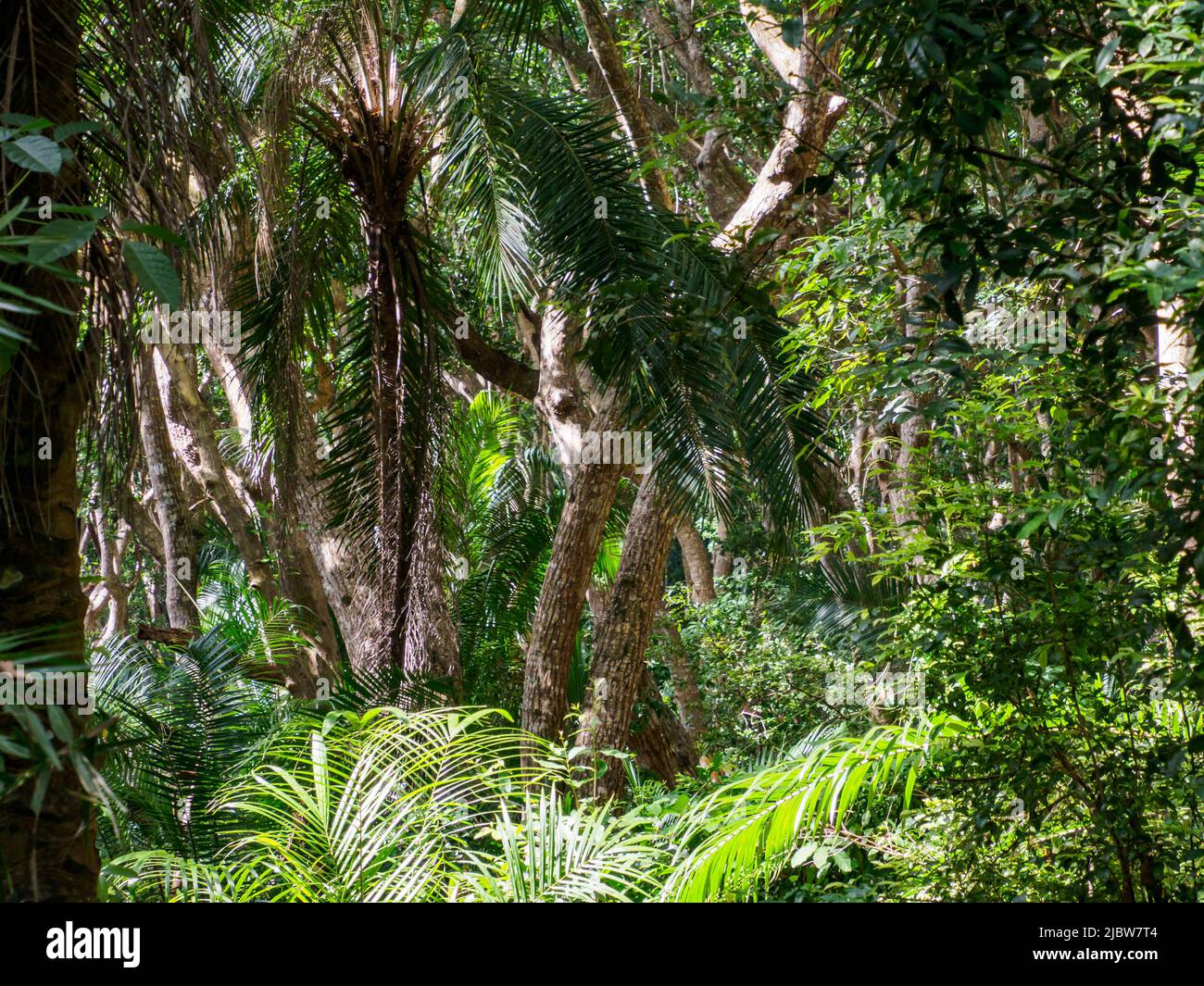 Egzotic, beautiful trees in Jozani Chwaka Bay National Park on Unguja ...