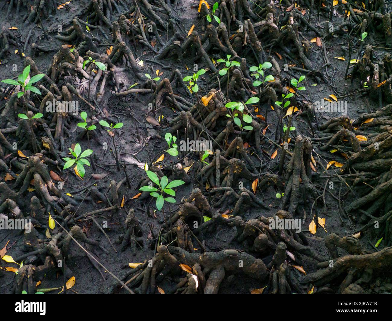 Small mangrove trees between the roots of old trees in Jozani Chwaka ...