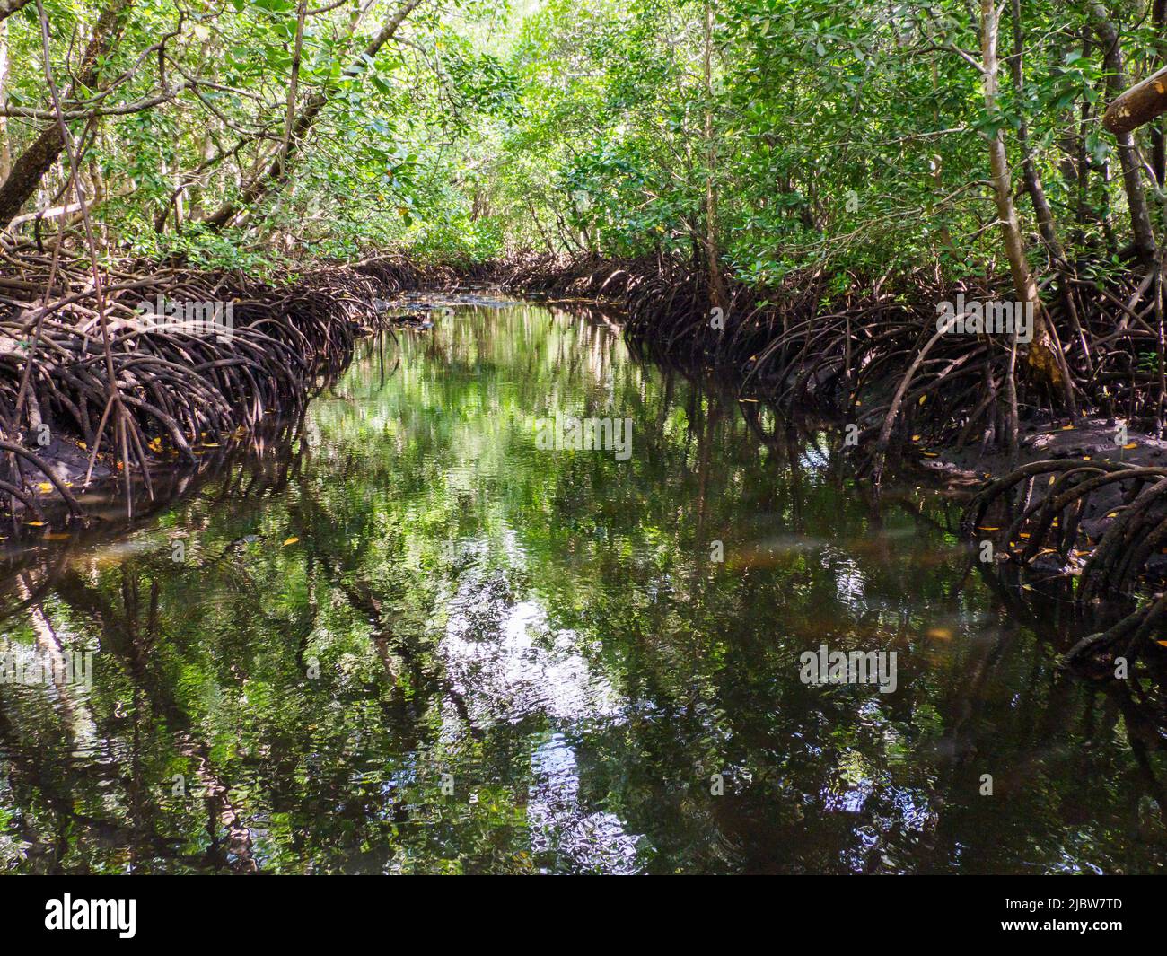 Mangrove trees in Jozani Chwaka Bay National Park on Unguja island, the ...