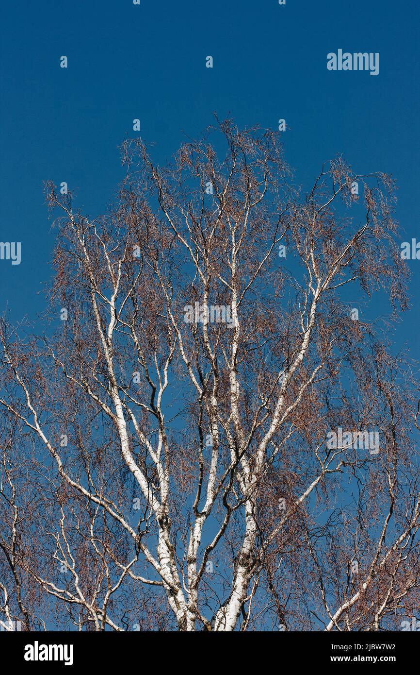 Birch tree without leaves hi-res stock photography and images - Alamy