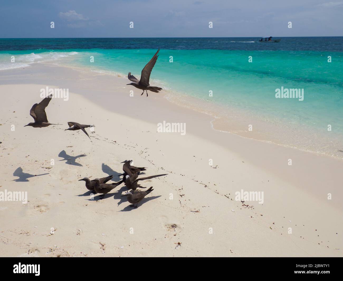 Birdson sandbank in Menai Bay with beautiful sandy beach and lazure ...