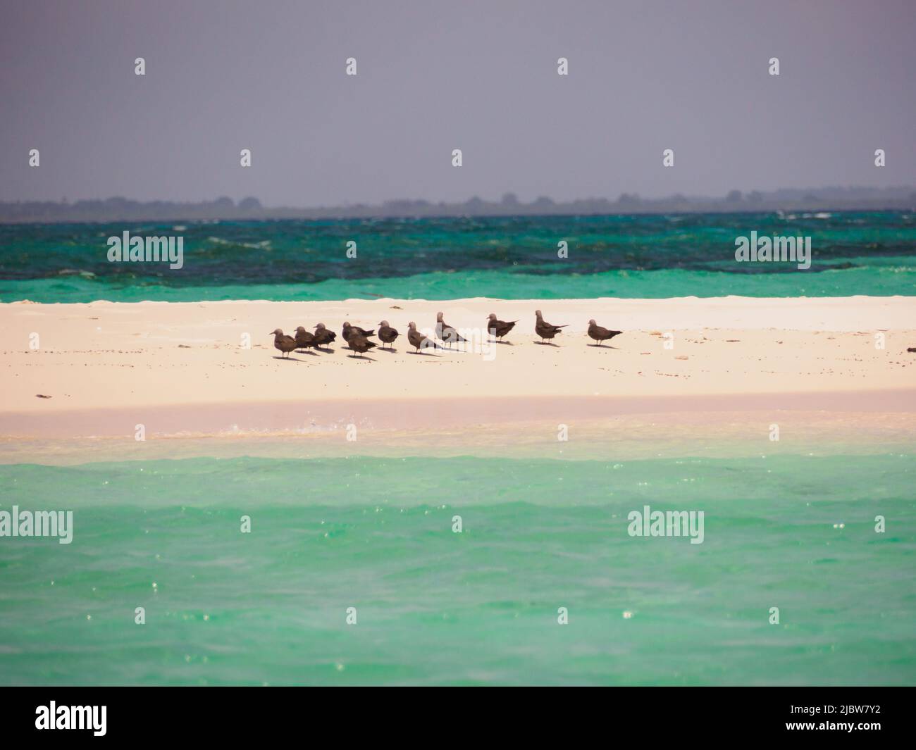 Birdson sandbank in Menai Bay with beautiful sandy beach and lazure ...