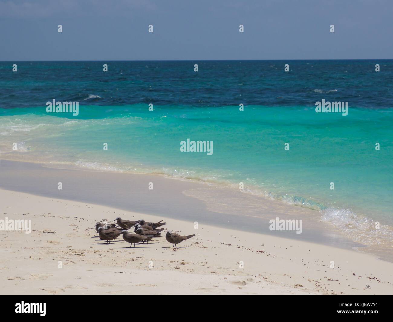 Birdson sandbank in Menai Bay with beautiful sandy beach and lazure ...