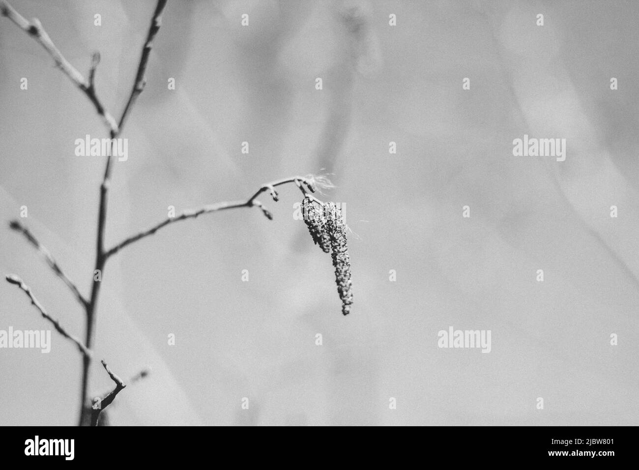 Bright spring background with branches of a blooming birch tree and ...