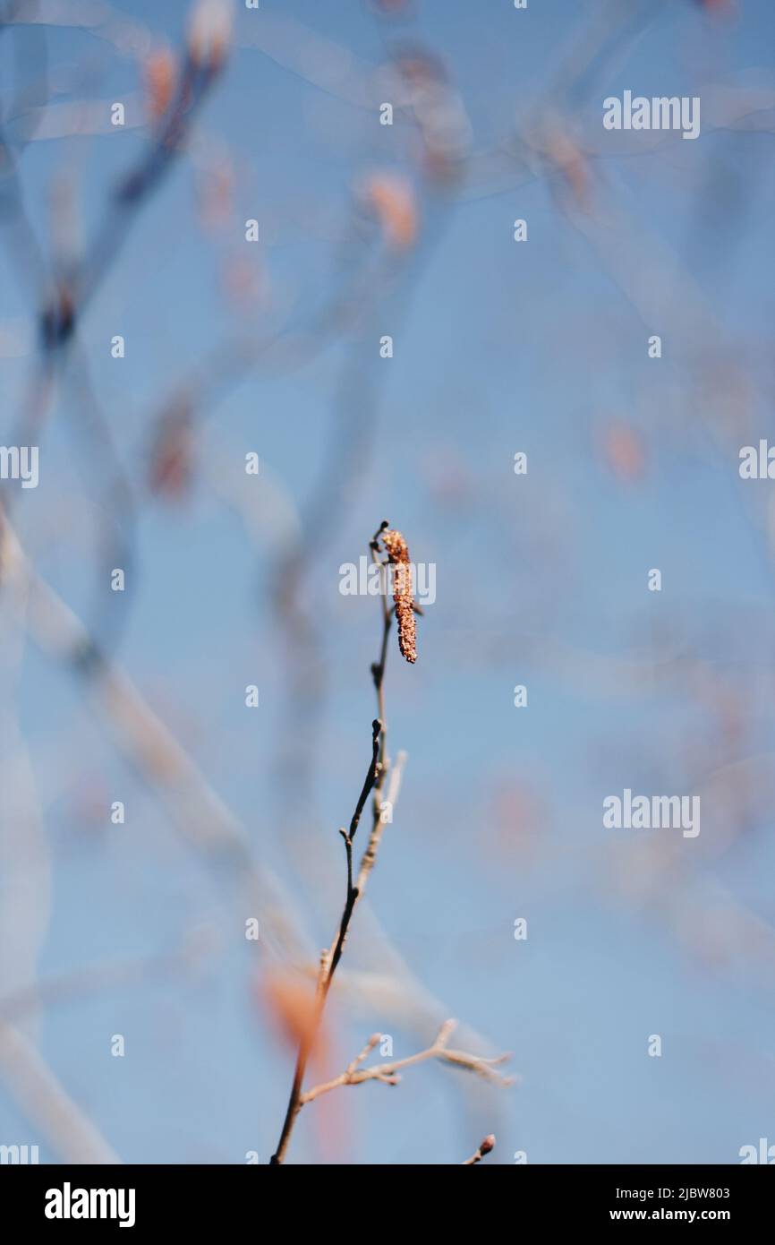 Bright spring background with branches of a blooming birch tree and ...