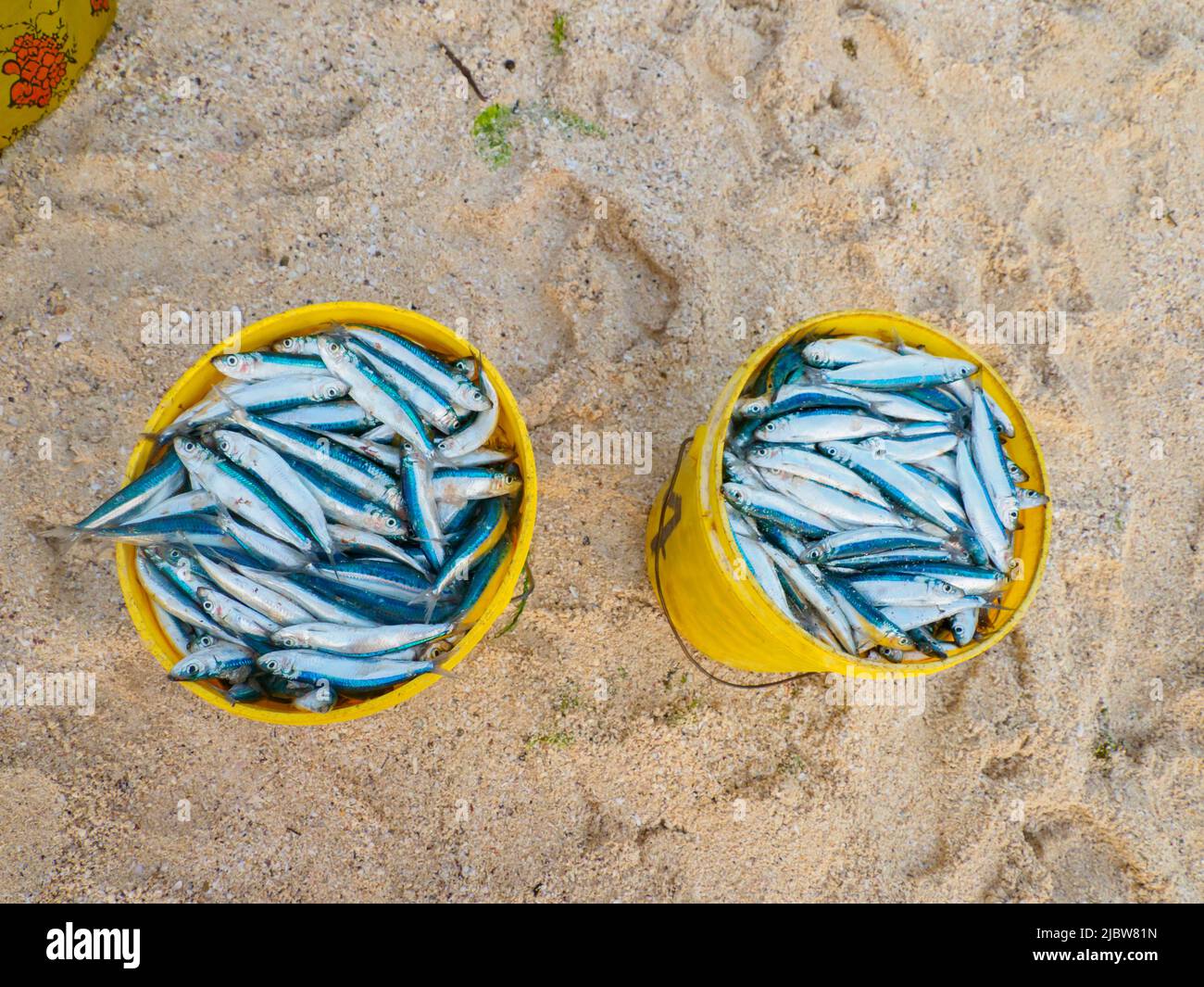 Fish in a plastic bucket on a sandy beach in Zanzibar Island, Kizimkazi ...