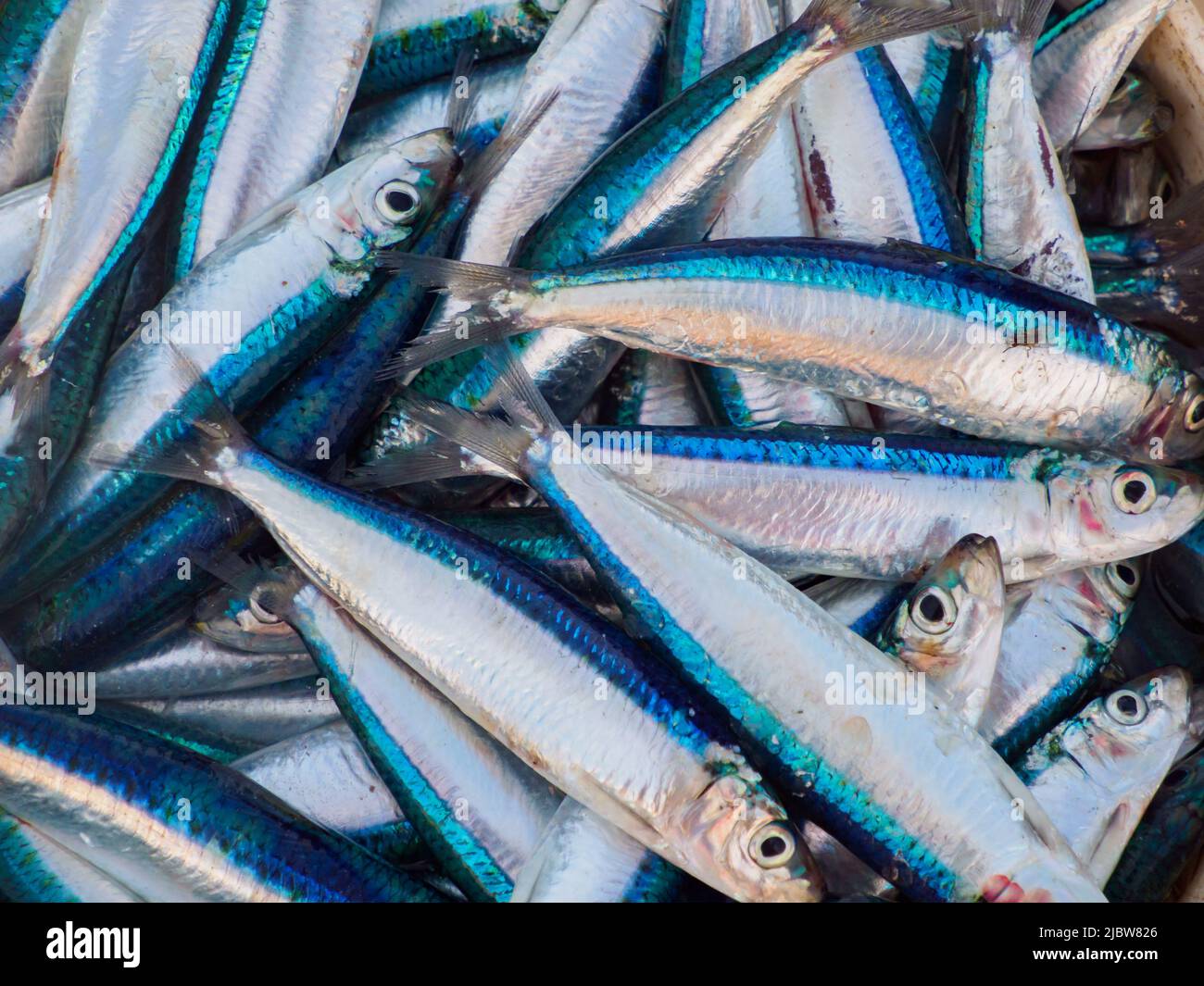 Freshly caught fish on a sandy beach in Zanzibar Island, Kizimkazi Fish ...