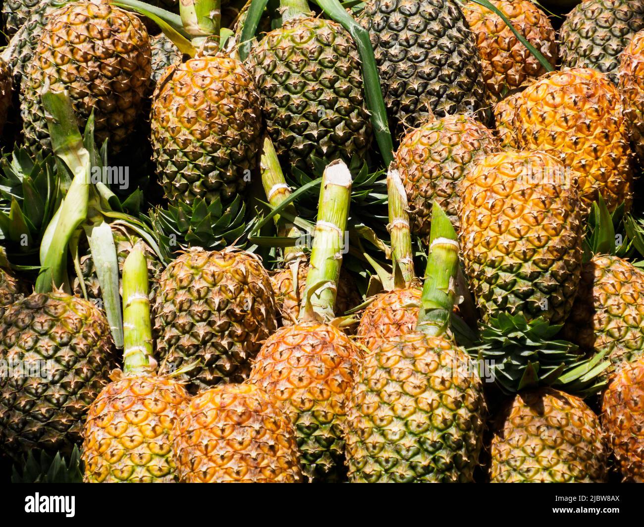 Fresh juicy pineapples at a local bazaar in Tanzani, Africa Stock Photo ...