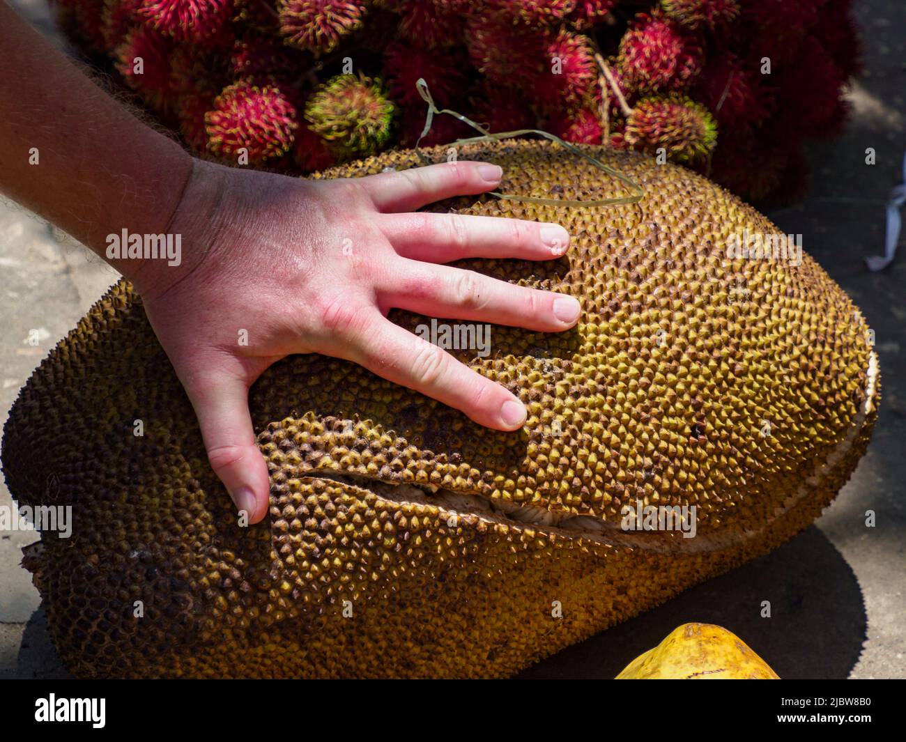 Hand against the background of a huge fruit jackfruit - the fruit of ...