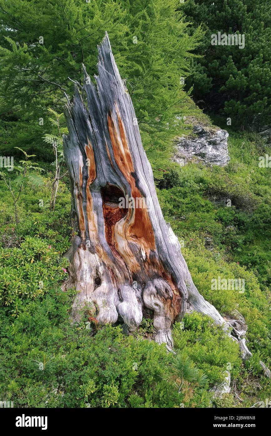 Tree stump on rocky hi-res stock photography and images - Alamy