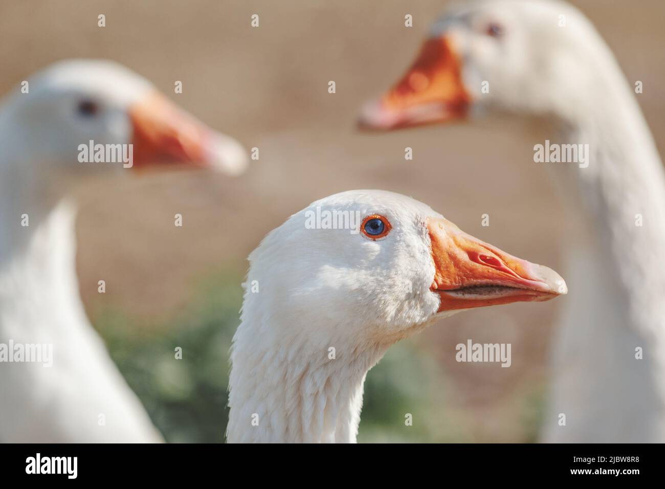 Three white goose close up, side view Stock Photo - Alamy
