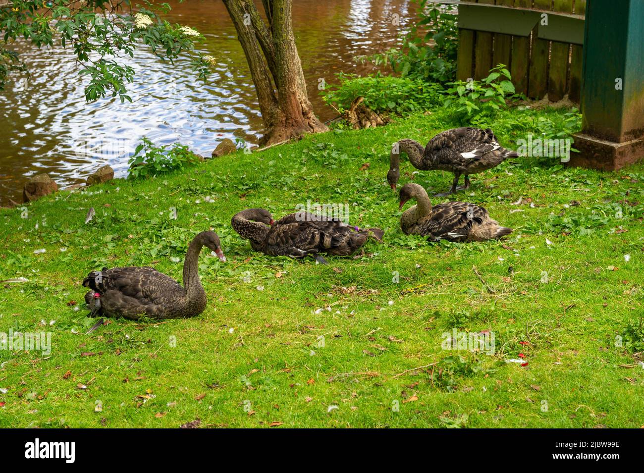 Black Swans at Dawlish, Devon, England Stock Photo - Alamy