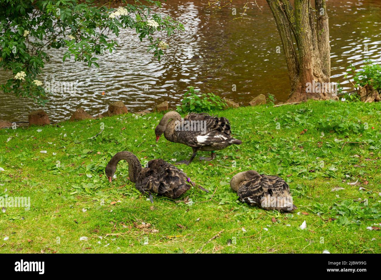 Black Swans at Dawlish, Devon, England Stock Photo - Alamy