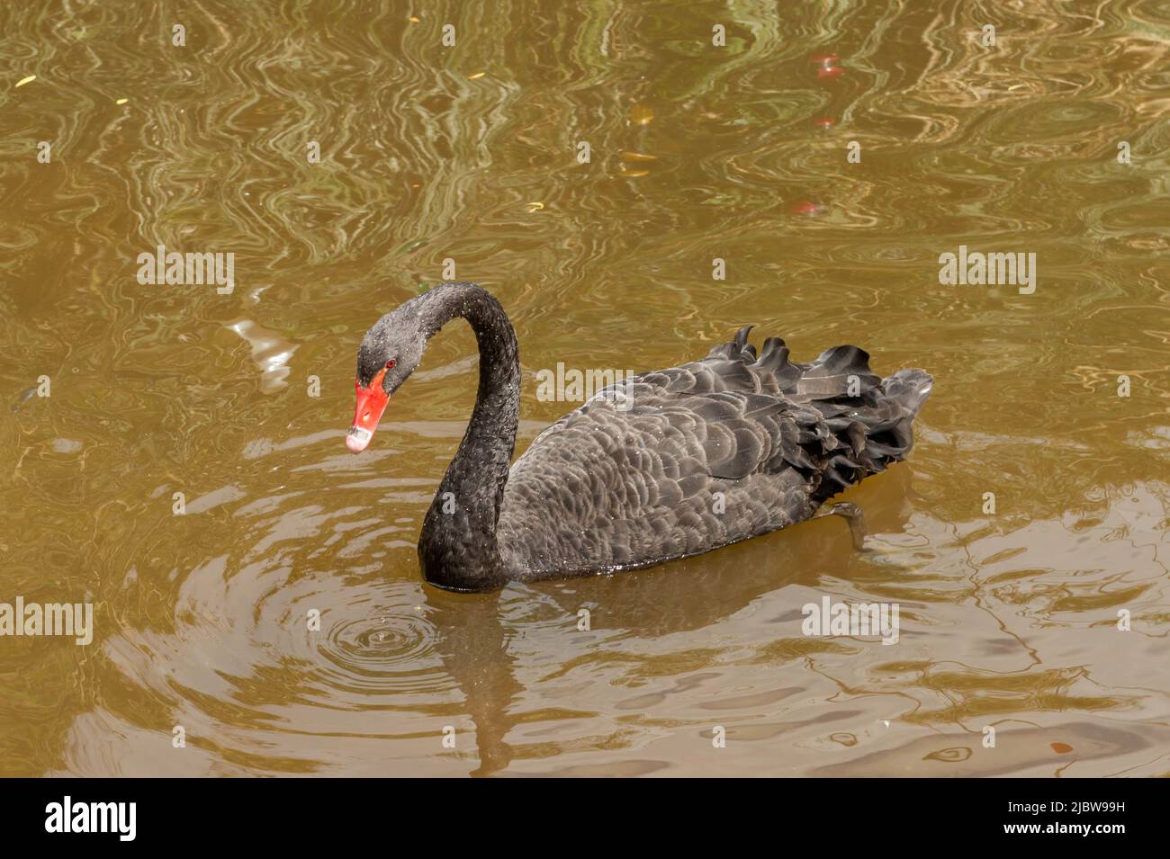 Black Swans at Dawlish, Devon, England Stock Photo - Alamy