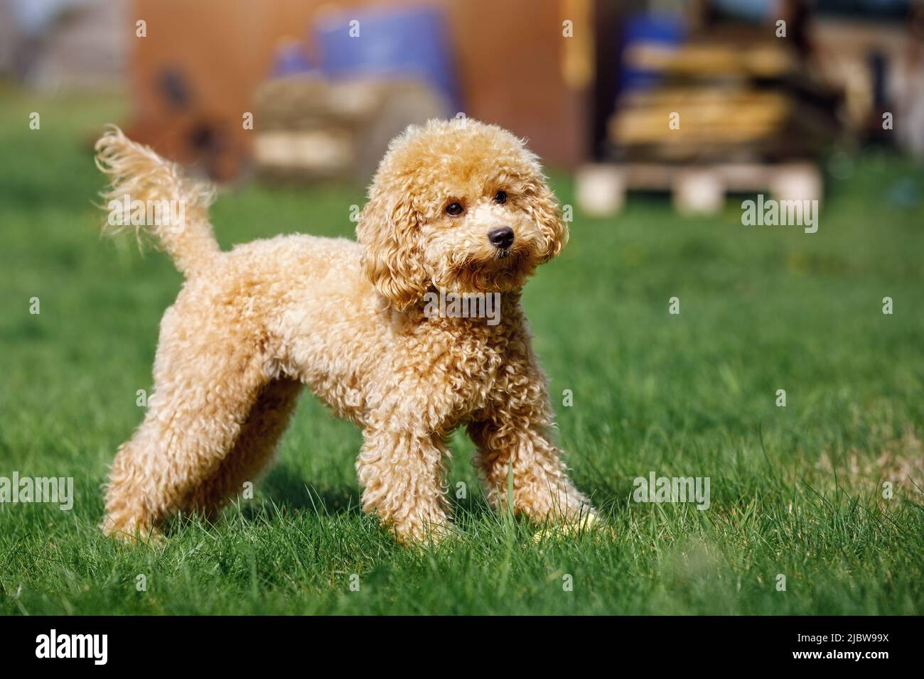 Cute little poodle puppy in the yard Stock Photo - Alamy