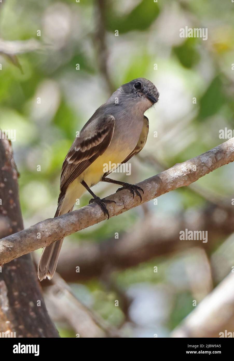 Central american scrub flycatcher hi-res stock photography and images ...