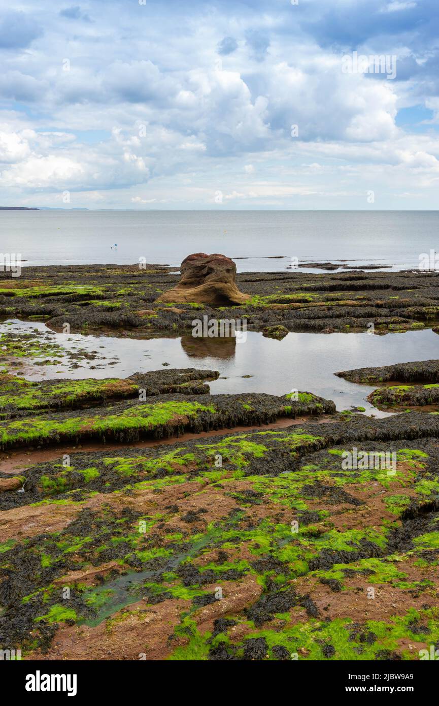 Seaweed covered rocks looking out to sea at Coryton Cove, Dawlish ...