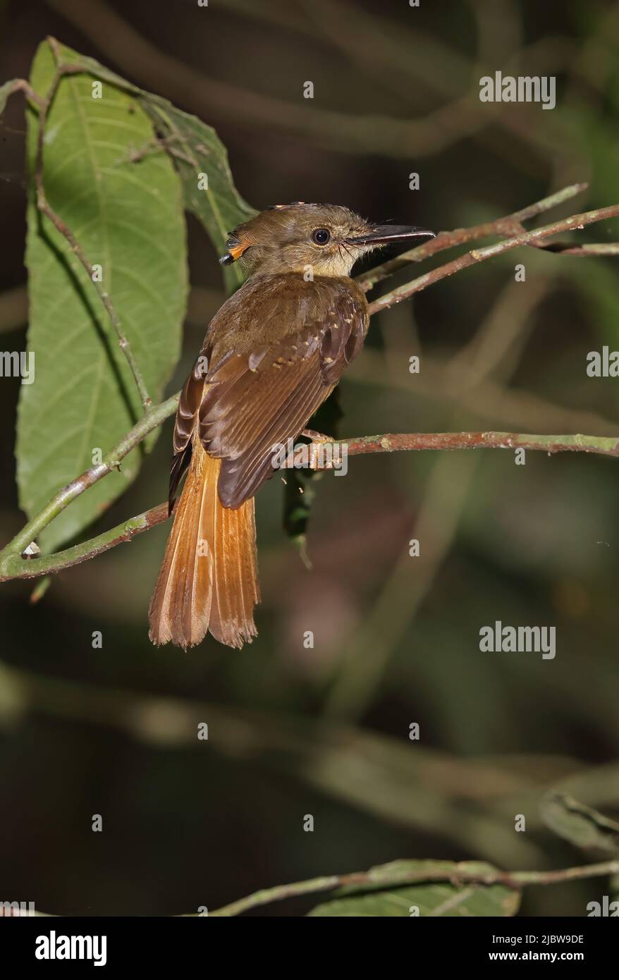 Coronatus mexicanus hi-res stock photography and images - Alamy
