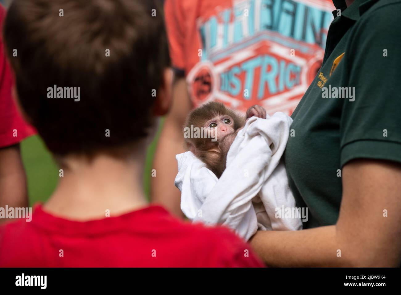 Monkey in my arms hi-res stock photography and images - Alamy