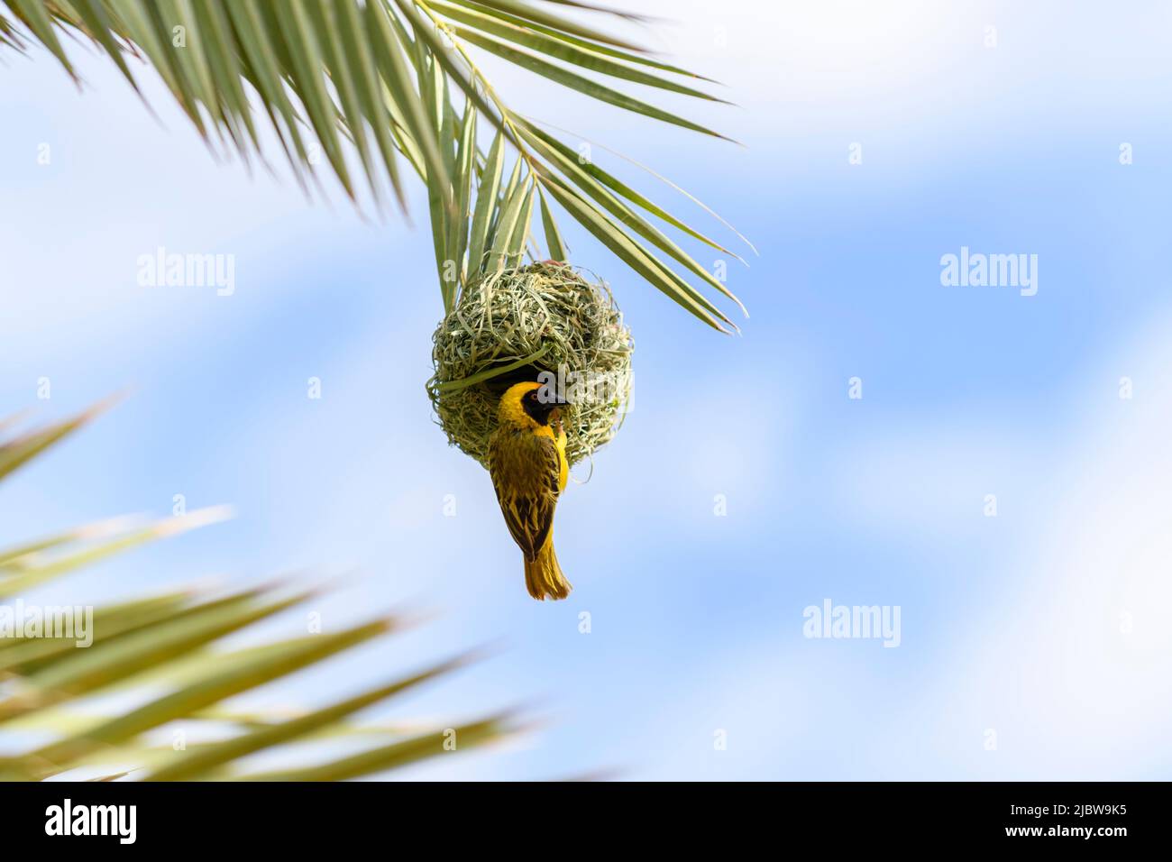 Weaver bird on the tree. Weaver makes nest Stock Photo - Alamy