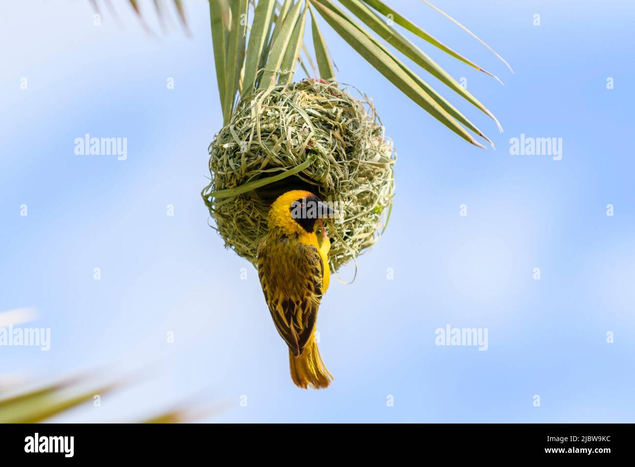 Weaver bird on the tree. Weaver makes nest Stock Photo - Alamy