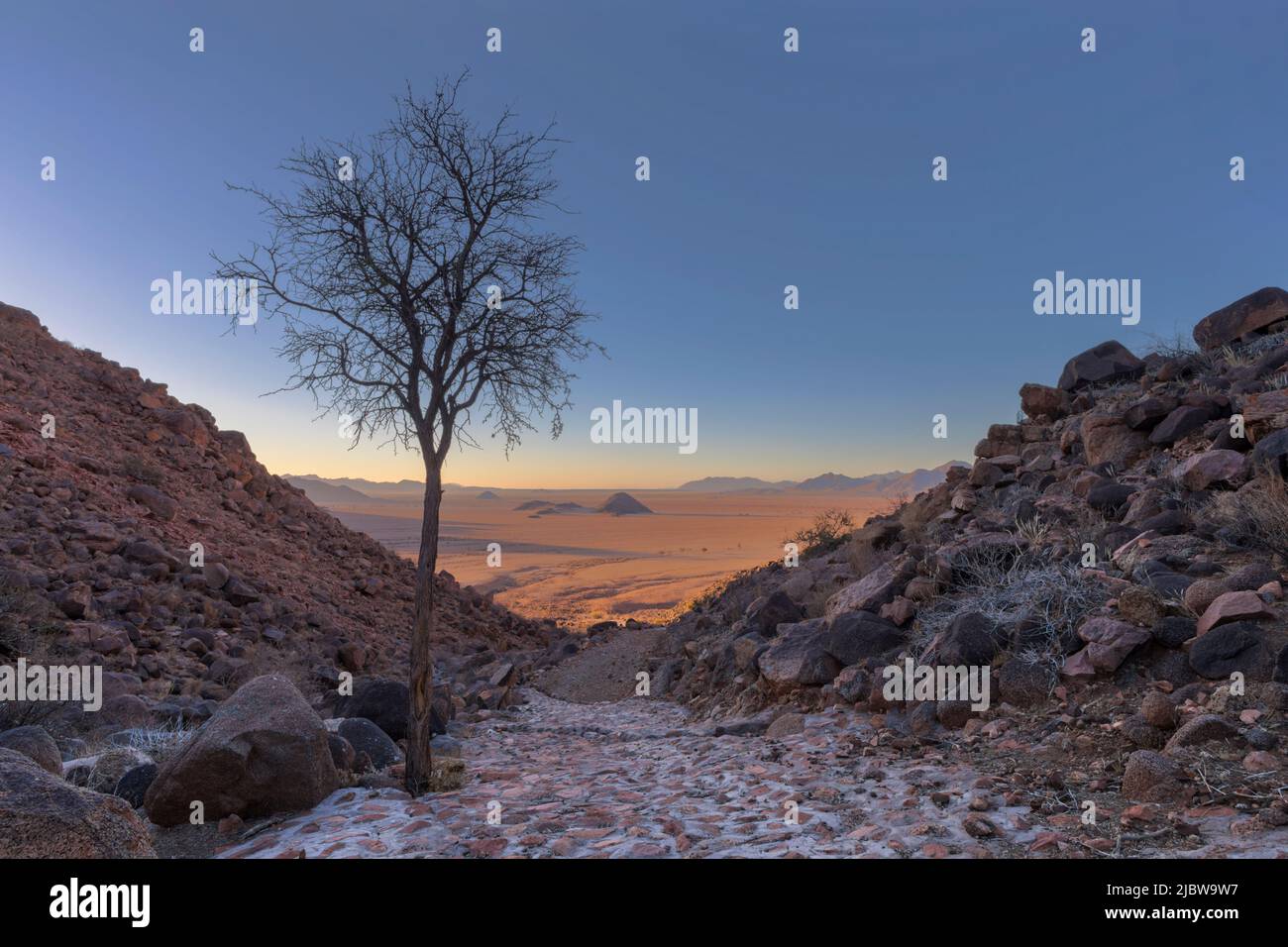 Young acacia tree on the side of a mountain pass Namib Desert Namibia ...