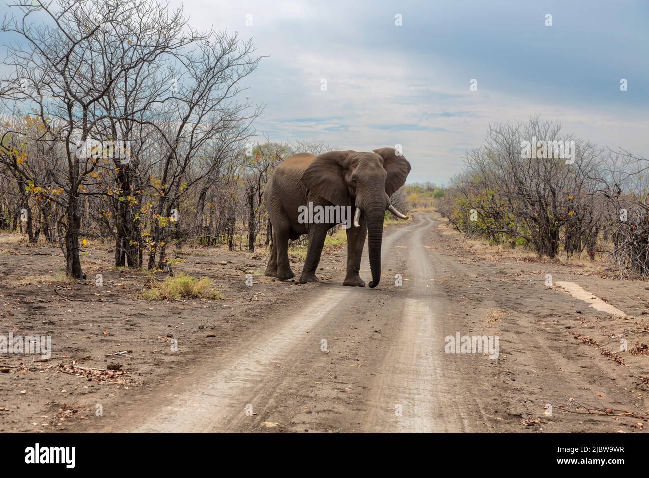 African elephant tracks hi-res stock photography and images - Alamy