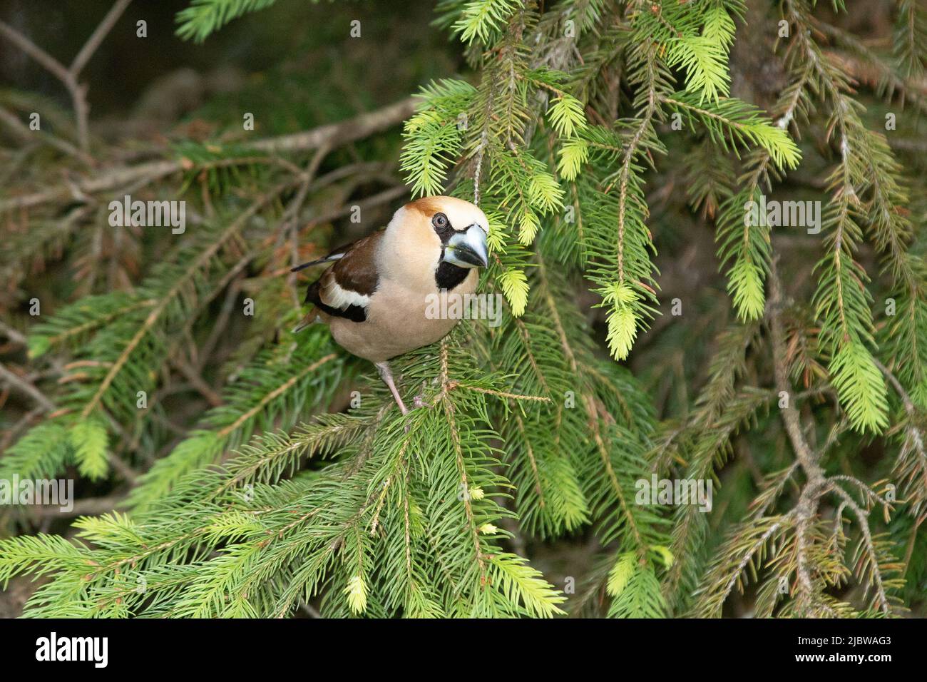Close up of a foraging Hawfinch, Coccothraustes coccothraustes, in a ...