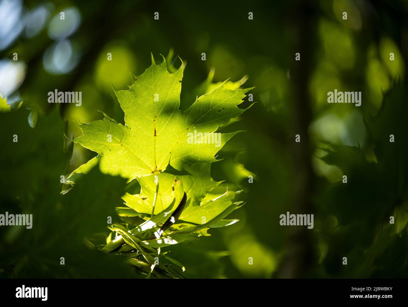 The sun shining on green maple tree leaves in the foreground on a ...