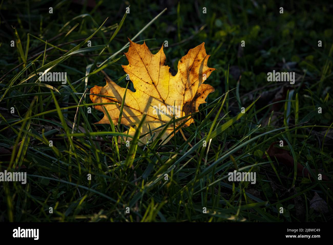 Temperate zone tree leaves hi-res stock photography and images - Alamy