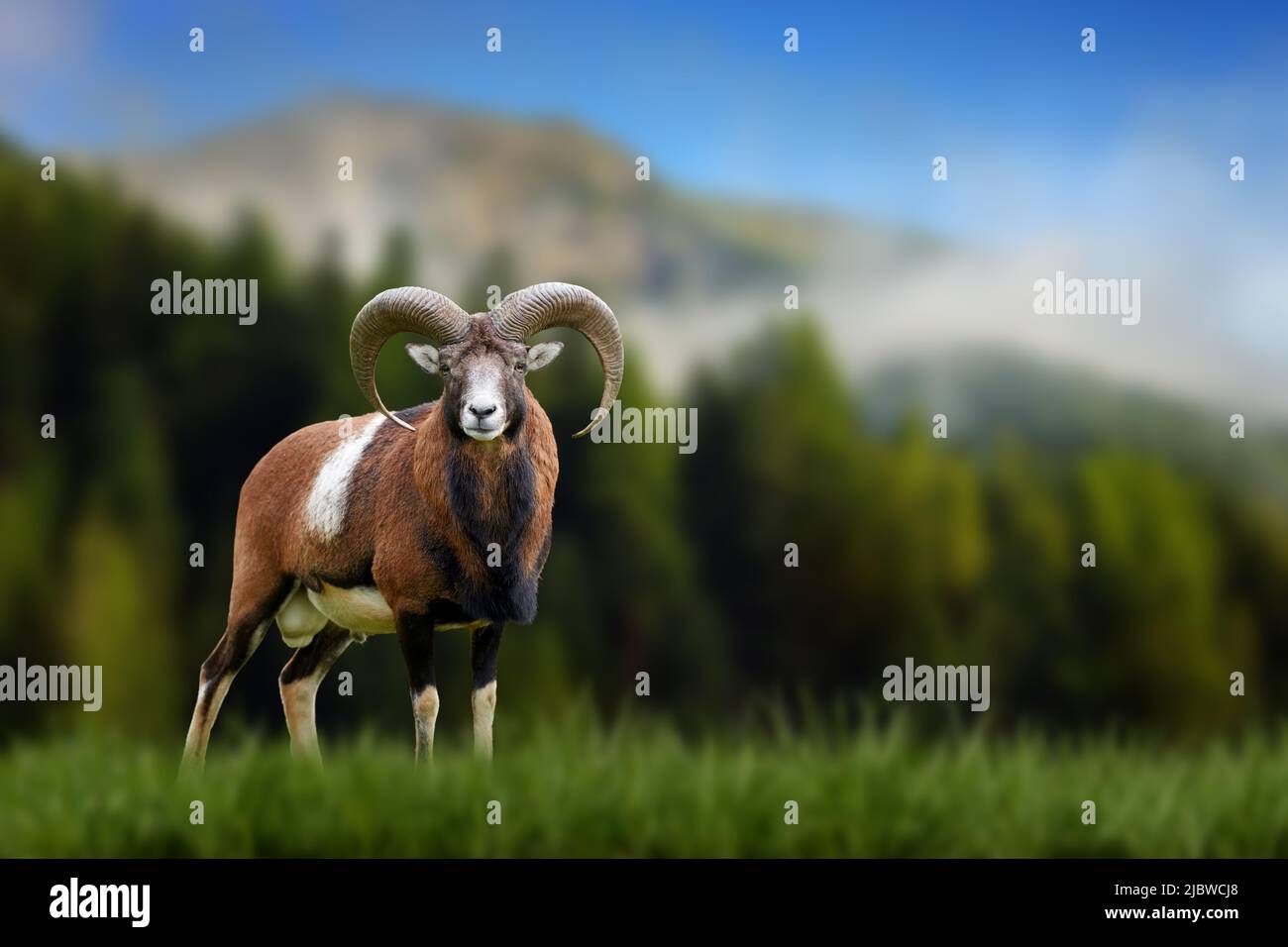 Sheep in natural habitat hi-res stock photography and images - Alamy