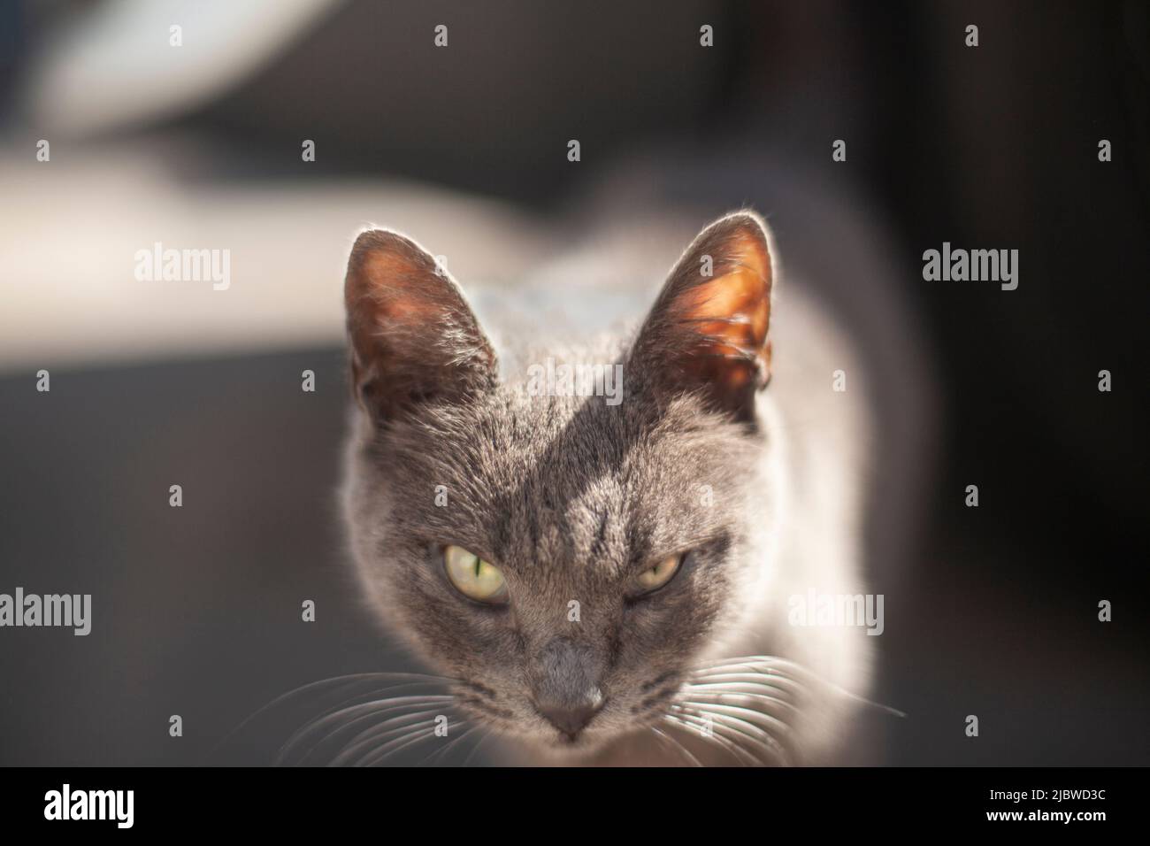 Gray stray cat walks hi-res stock photography and images - Alamy