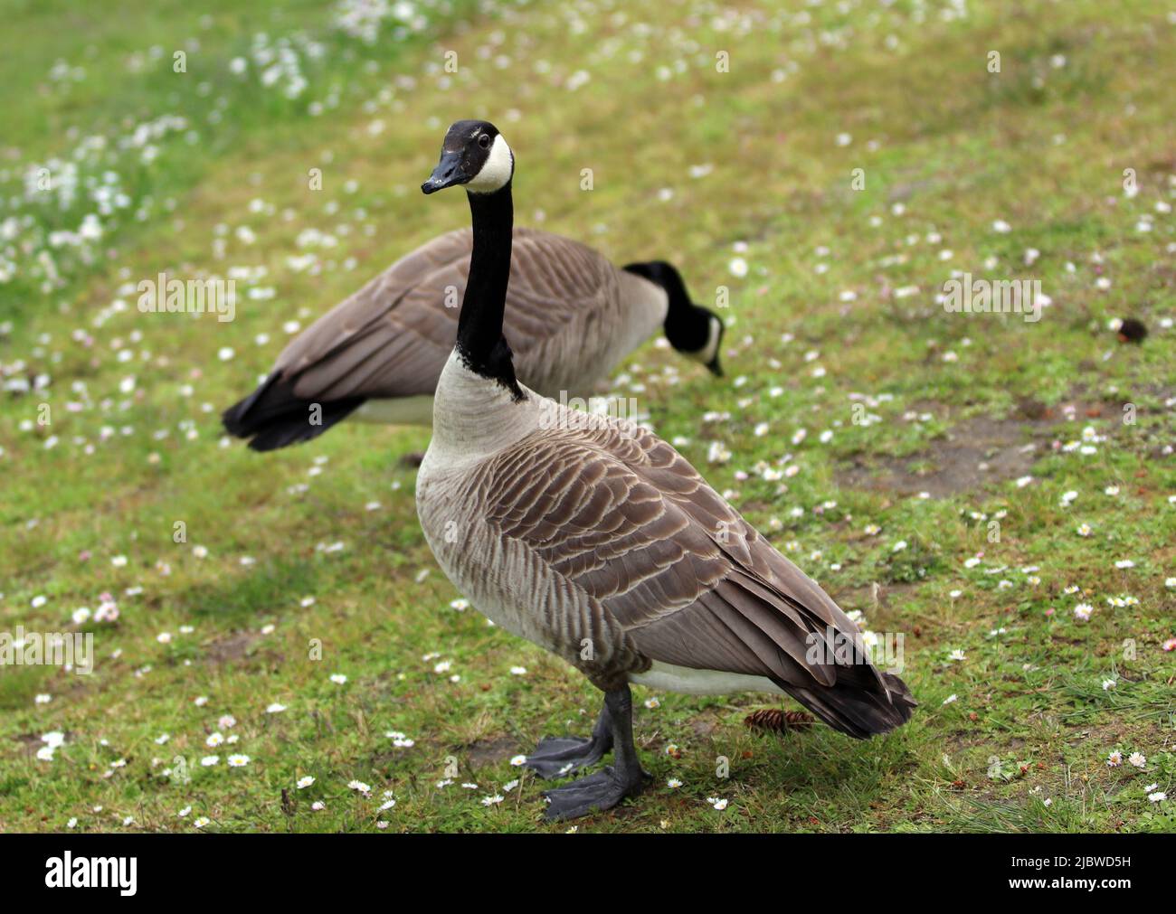 British bird outdoors hi-res stock photography and images - Alamy