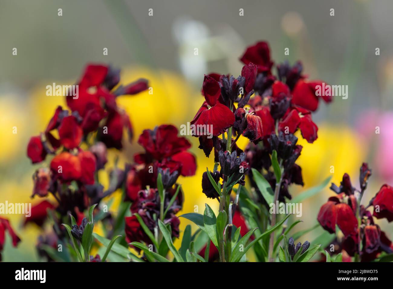 Red wallflowers hi-res stock photography and images - Alamy
