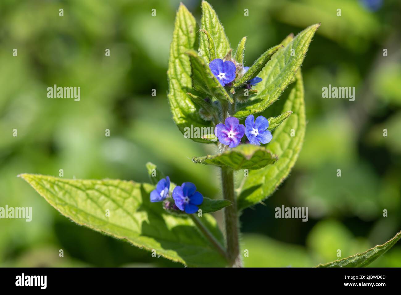 Close up of a green alkanet (pentaglottis sempervirens) plant Stock ...
