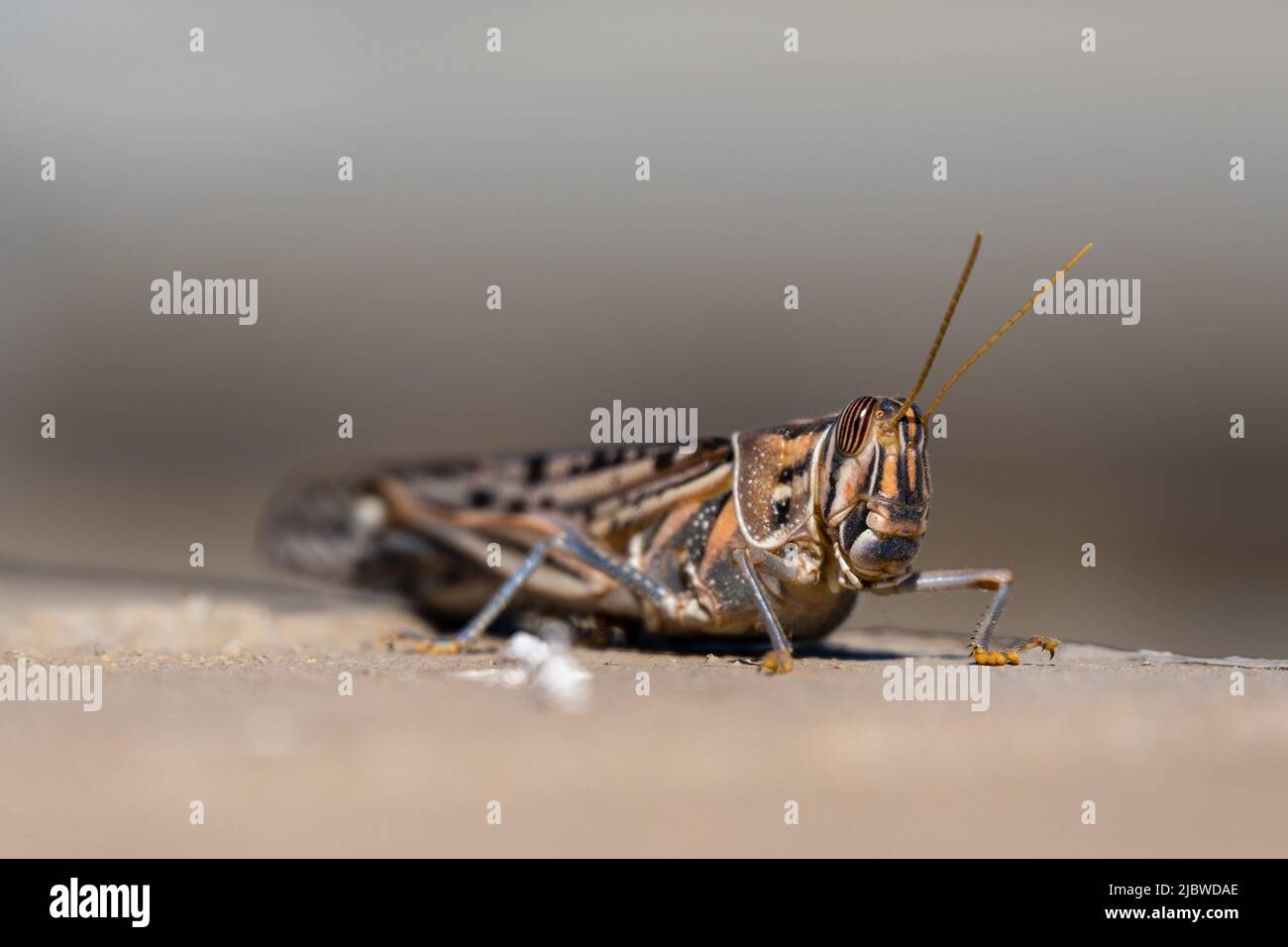 Grasshoppers desert hi-res stock photography and images - Alamy