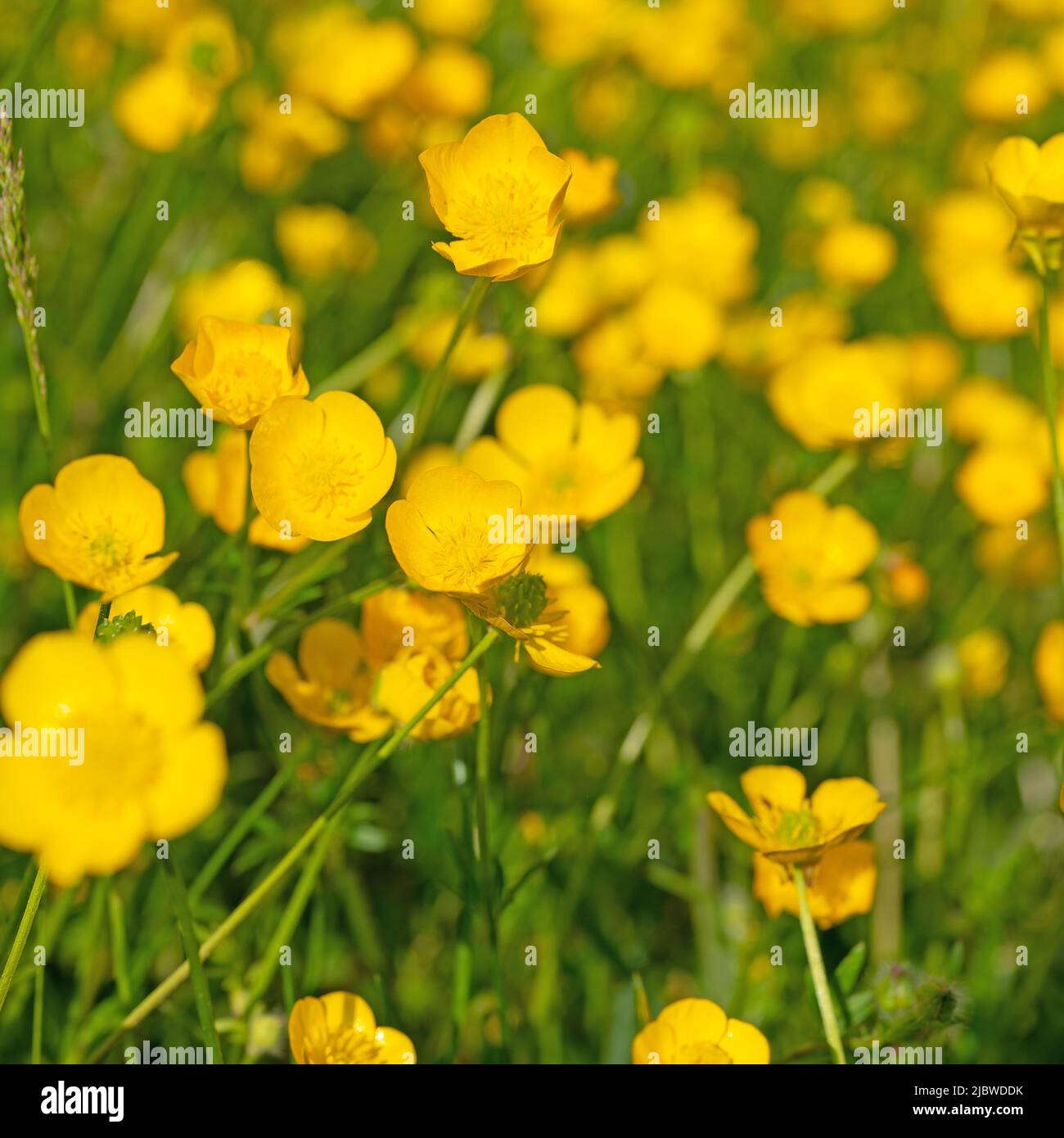 Buttercups, Ranunculus acris, in spring Stock Photo - Alamy